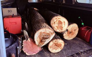 The Best Tree Stump Removal in Brooklyn, NY