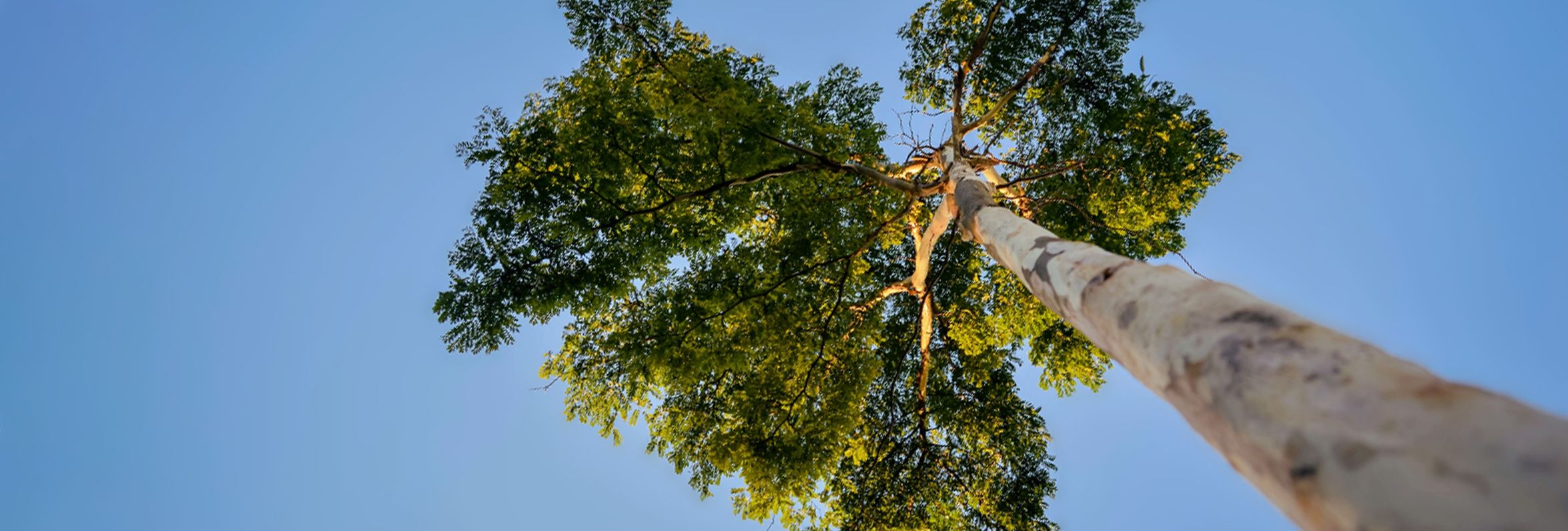The 10 Best Tree Trimming Services Near Me
