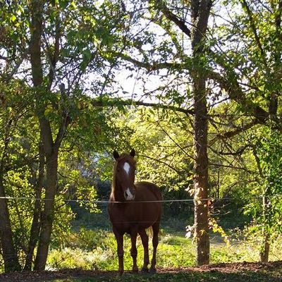 The 10 Best Horseback Riding Lessons in Pittsburgh, PA 2021