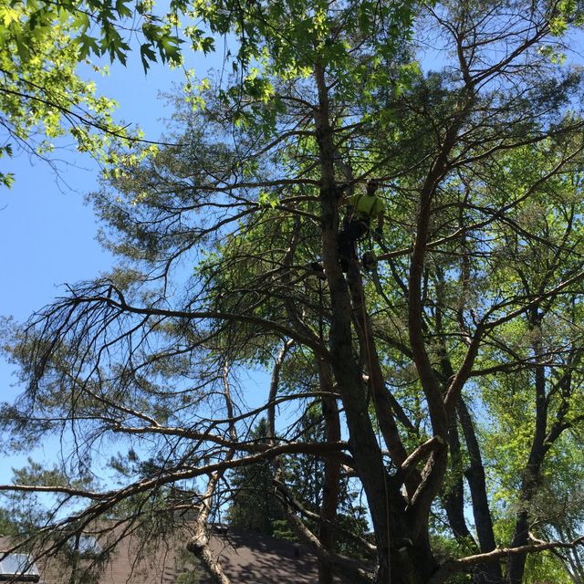 Nick The Tree Guy Llc | Milwaukee, WI | Thumbtack