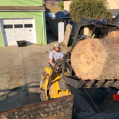 The 10 Best Tree Trimming Services Near Me (with Free Estimates)