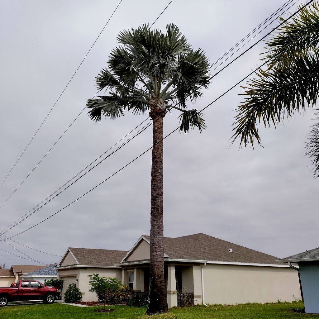 The 10 Best Tree Trimming Services in Naples, FL (with Free Estimates)