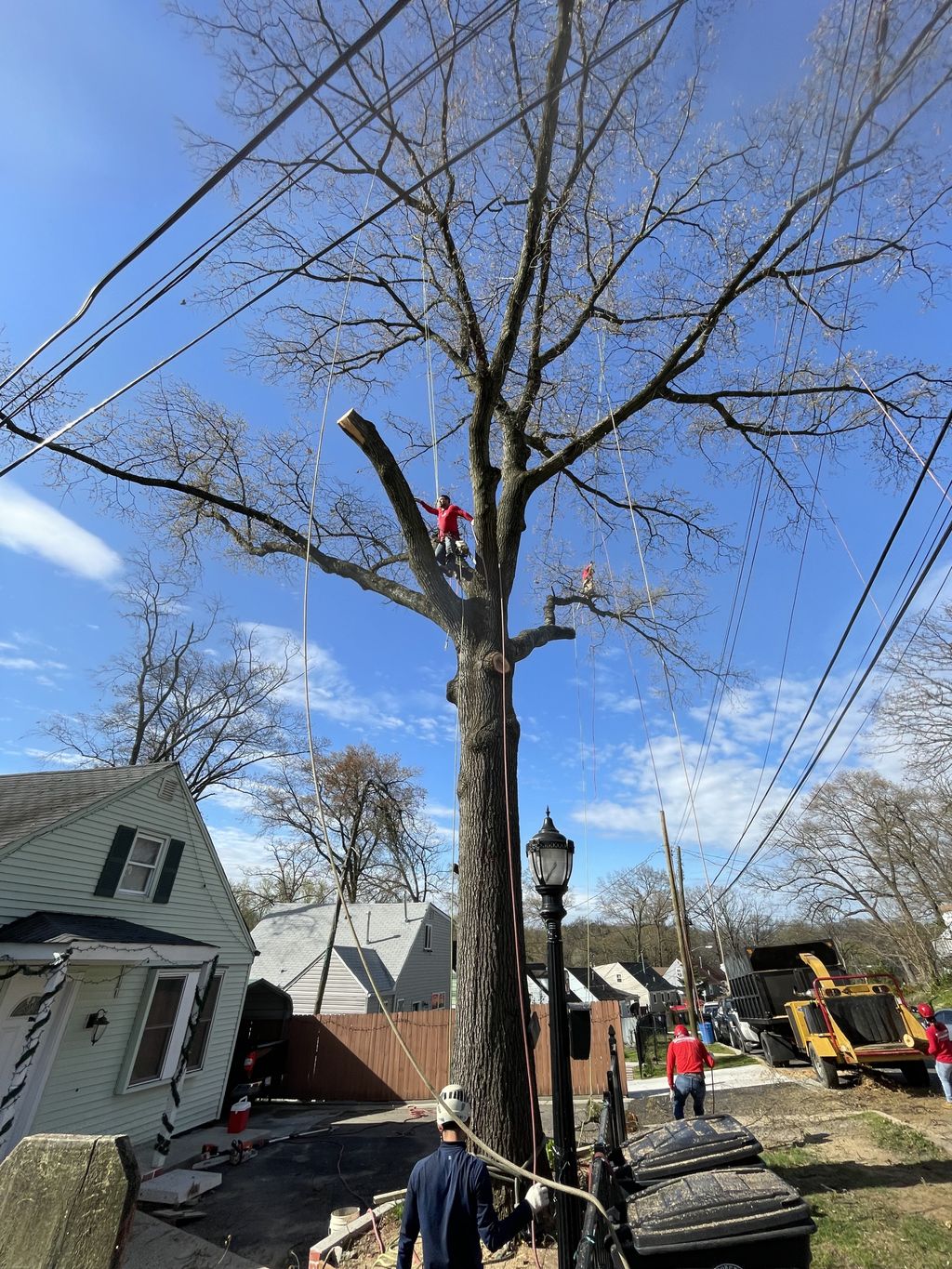 Willys Tree Service | Baltimore , MD | Thumbtack
