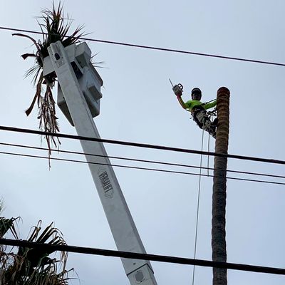 The 10 Best Tree Cutting Services Near Me (with Free Estimates)