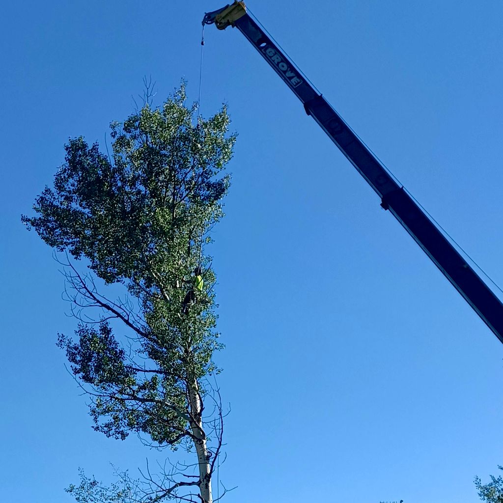 The 10 Best Tree Removal Companies in Spokane, WA 2022