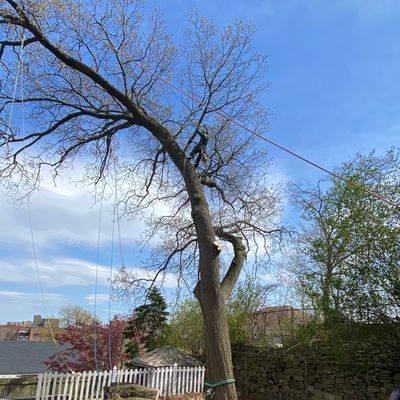 The 10 Best Tree Trimming Services in Staten Island 2023
