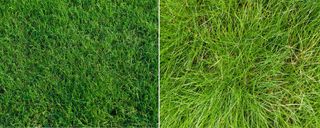 Fescue vs bermuda store