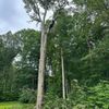 Sanchez-Row Tree Service Llc | Danbury, CT | Thumbtack