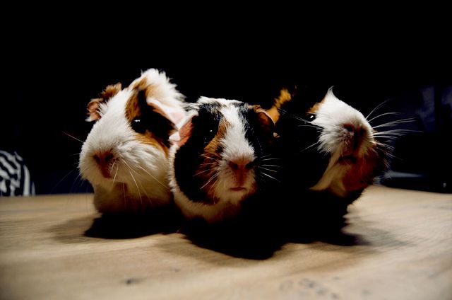 The Best Humane Wildlife Removal in Atlanta, GA