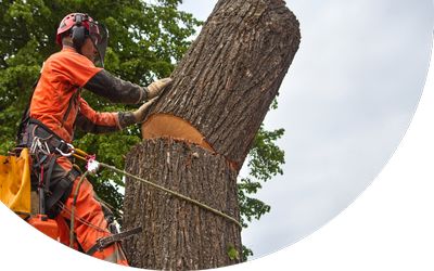 Best Tree Services — Updated May 2026
