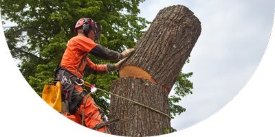 Local tree cutters in my area store