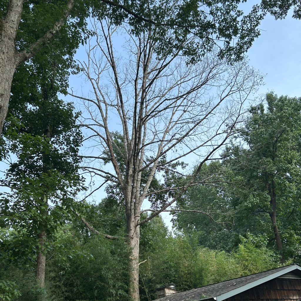 C&P Tree Experts | Thomasville, NC | Thumbtack