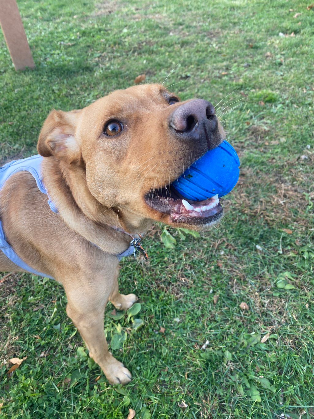 Crystal’s Furry Friends | Bensalem, PA | Thumbtack