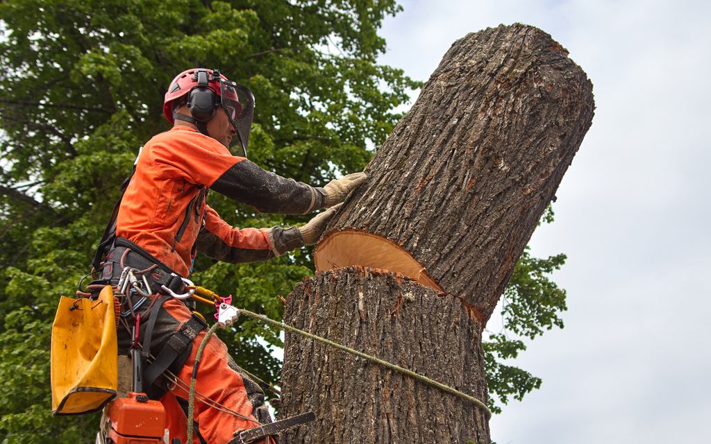 Best Tree Cutting Services — Updated May 2026